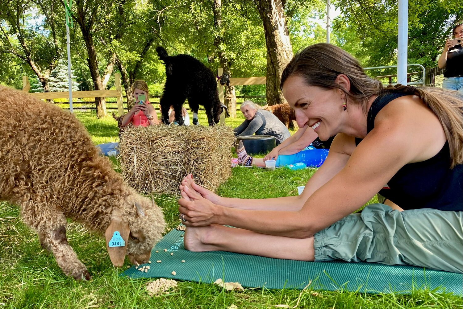 Goat Yoga - Banner Elk NC